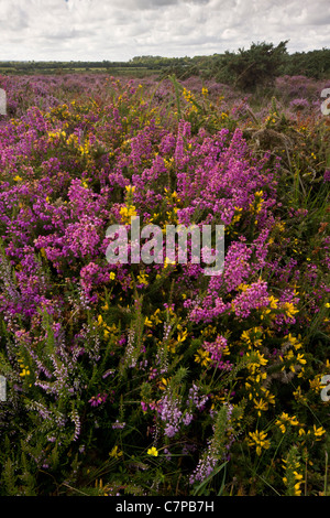 Heathland with Dwarf Gorse, Bell Heather and Heather, Dunwich Heath ...
