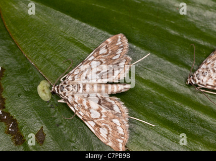 China Mark Moth, Nymphula nympheata, adult. Larvae are aquatic. Dorset ...