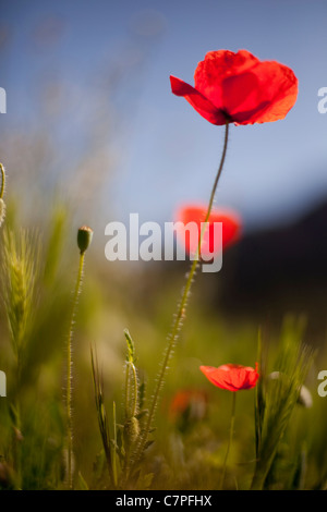 Red Blooming poppy flower. Wild flower of field with bright scarlet ...