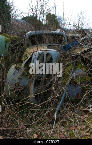 RUSTY OLD CARS DUMPED IN THE BUSH Stock Photo - Alamy