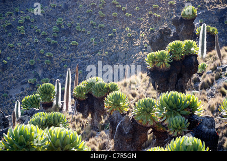 Kenya Mt Kenya Giant Groundsel and lobelias in the Teleki valley along ...