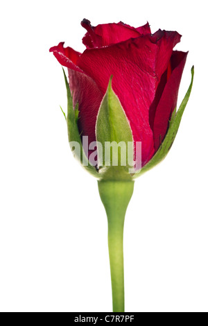 Red rose head isolated on white background Stock Photo - Alamy