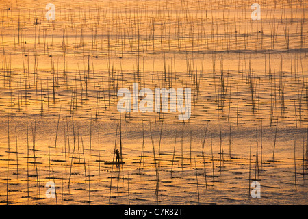Boat sailing through seaweed farm with bamboo sticks for drying ...
