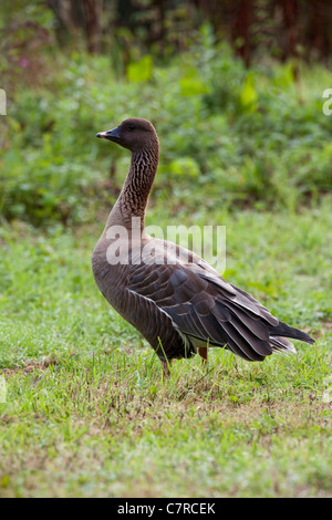 Goose pink-footed (Anser brachyrhynchus), flying in to roost in ...