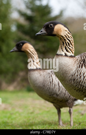 Two nene birds, Branta sandvicensis, vulnerable species endemic of ...