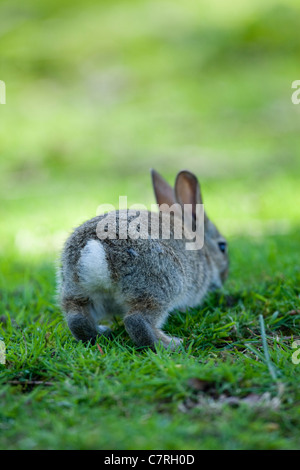 Rabbit Oryctolagus cuniculus Tail or scut or bob Stock Photo - Alamy