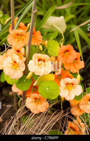 The great nasturtium (Tropaeolum majus) in the vegetable patch, behind: zucchini (Cucurbita pepo ...