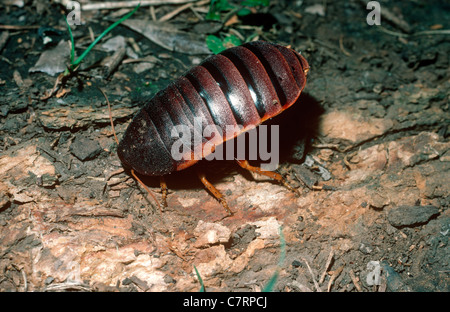 Cape Mountain Cockroach (Aptera fusca) female abdomen, South Africa ...