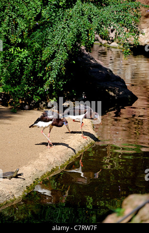 Abdim's Stork at the Bioparc in Fuengirola Stock Photo - Alamy