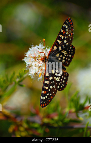 Edith's Checkerspot Butterfly, Santa Monica Mountains, California Stock ...