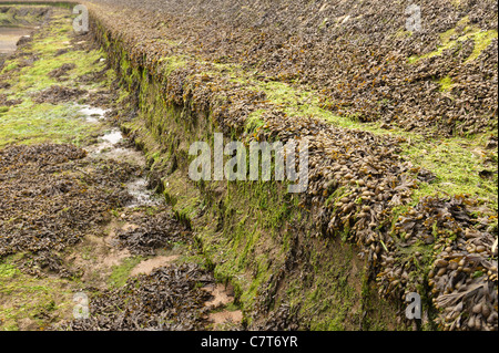 Bladderwrack or Bladder Wrack is the most common algae or seaweed on ...