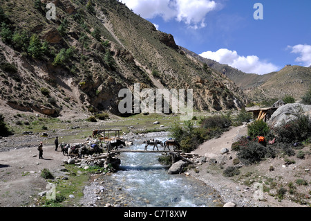 Yak transports crossing Tumkot bridge, Humla Stock Photo - Alamy