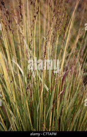 Variegated Purple moor grass (Molinia caerulea subsp caerulea Variegata ...