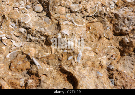 Fossil sea shells in a bed of limestone, Les Baux, Provence, France ...