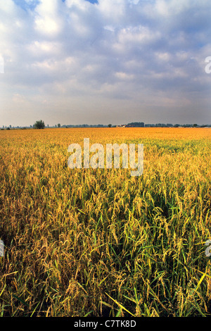 Italy, Lombardy, Pavia, Rice Field Stock Photo - Alamy
