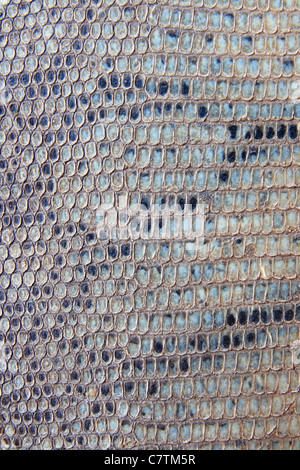Closeup detail of the snake skin leather Stock Photo - Alamy