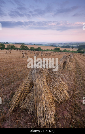 Corn stooks in a Devon field at sunset, Newbuildings, Devon, England ...