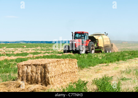 six string alfalfa hay bales stacked beside the freshly cut field with ...