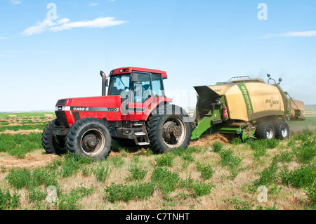 six string alfalfa hay bales stacked beside the freshly cut field with ...