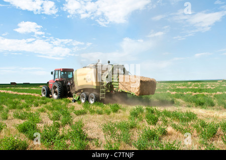 six string alfalfa hay bales stacked beside the freshly cut field with ...