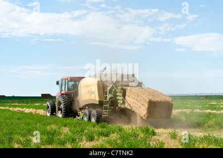 six string alfalfa hay bales stacked beside the freshly cut field with ...