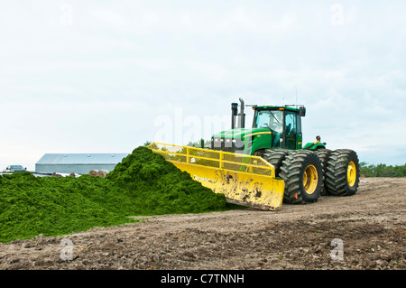Freshly cut alfalfa silage is spread into rows with a tractor and blade ...