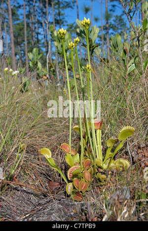Venus flytraps (Dionaea muscipula) as they consume insects; Atlanta ...