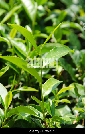 Tea leaves on bush in tea plantation. Close-up Tea with Mountains on ...