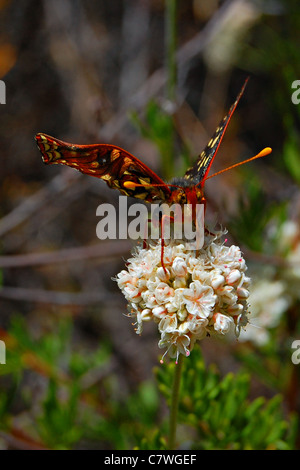 Edith's Checkerspot Butterfly, Santa Monica Mountains, California Stock ...