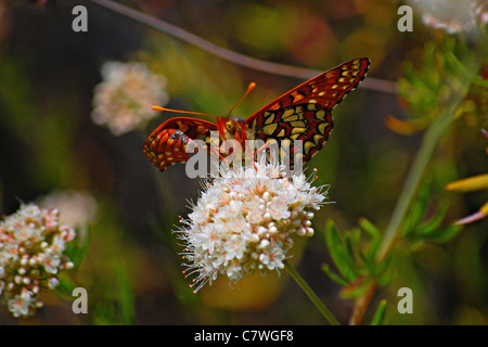 Edith's Checkerspot Butterfly, Santa Monica Mountains, California Stock ...