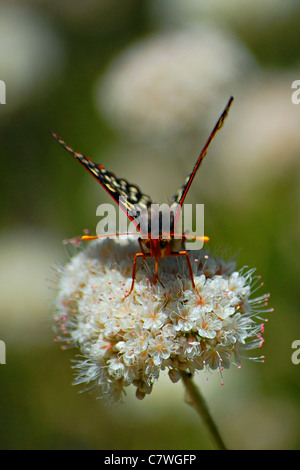 Edith's Checkerspot Butterfly, Santa Monica Mountains, California Stock ...