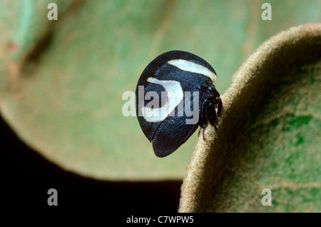 Black-and-white Treehopper (Membracis foliata) recently emerged ...