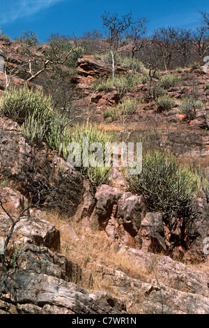 A succulent plant Euphorbia caducifolia in desert. Rajasthan, India ...