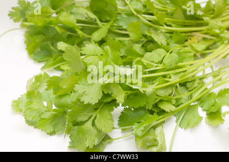Coriander macro close up shot Stock Photo - Alamy
