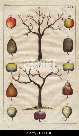 Fruit tree trunks, pears, Pyrus communis Stock Photo - Alamy