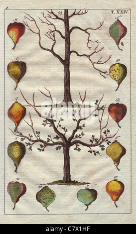 Fruit tree trunks, pears, Pyrus communis. Handcolored copperplate ...