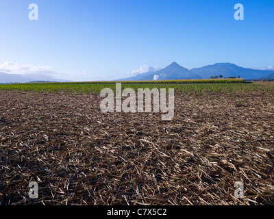 Sugar Cane farms, North Queensland, Australia Stock Photo - Alamy