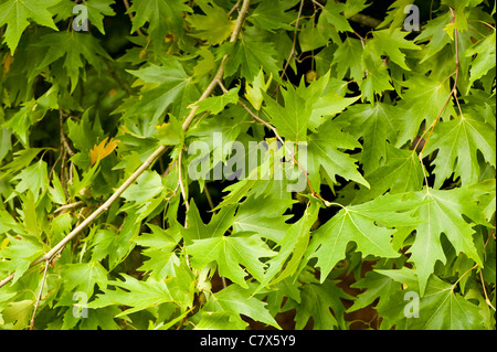 Plantanus orientalis, Oriental Plane Tree Stock Photo - Alamy