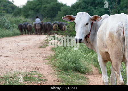 Indian zebu Andhra Pradesh South India Stock Photo - Alamy