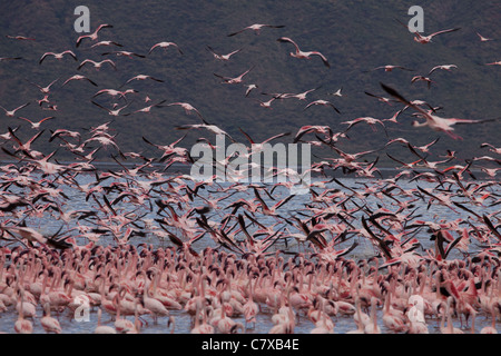 Greater and Lesser flamingos taking flight in mass flock over Lake ...