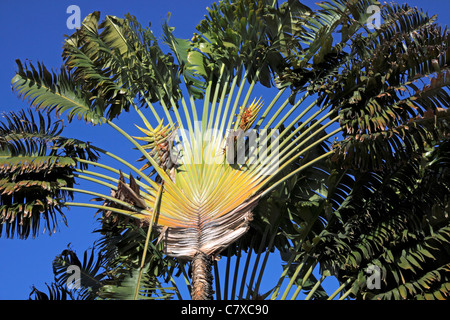 Fan-shaped palm tree (Arecaceae), close-up Stock Photo - Alamy