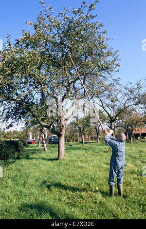 Farmers picking apples in the orchard at harvest time Stock Photo - Alamy