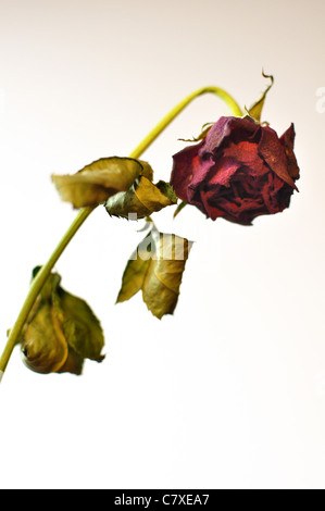 Withered red rose background Stock Photo - Alamy