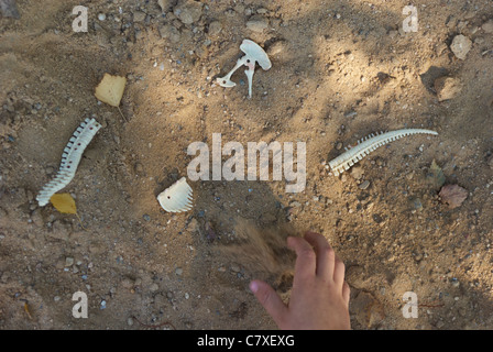 A Child Blond Boy Paleontologist Carefully Excavates bones of dinosaur ...