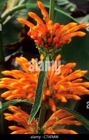 Leonotis leonurus or Lion's Ear, a plant from South Africa Stock Photo ...