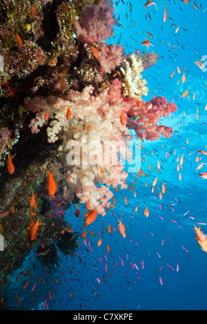 Schooling anthias fish over a healthy coral reef in the Maldives Stock Photo - Alamy