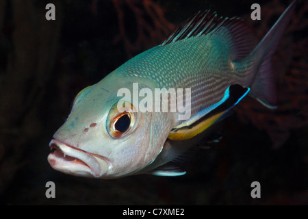 Cleaner wrasses, Labroides dimidiatus, cleaning parasites of diagonal ...