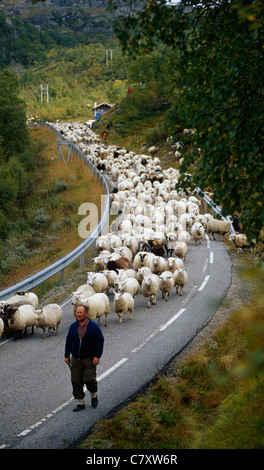 Sheep round up in Sirdal Stock Photo - Alamy