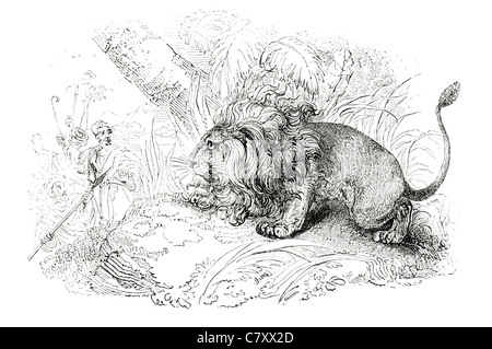 Lion Predator Panthera leo Felidae Sub-Saharan Africa carnivore ...