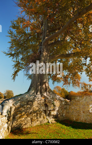 An ancient gnarly tree growing on a grassy meadow located at tollymore ...